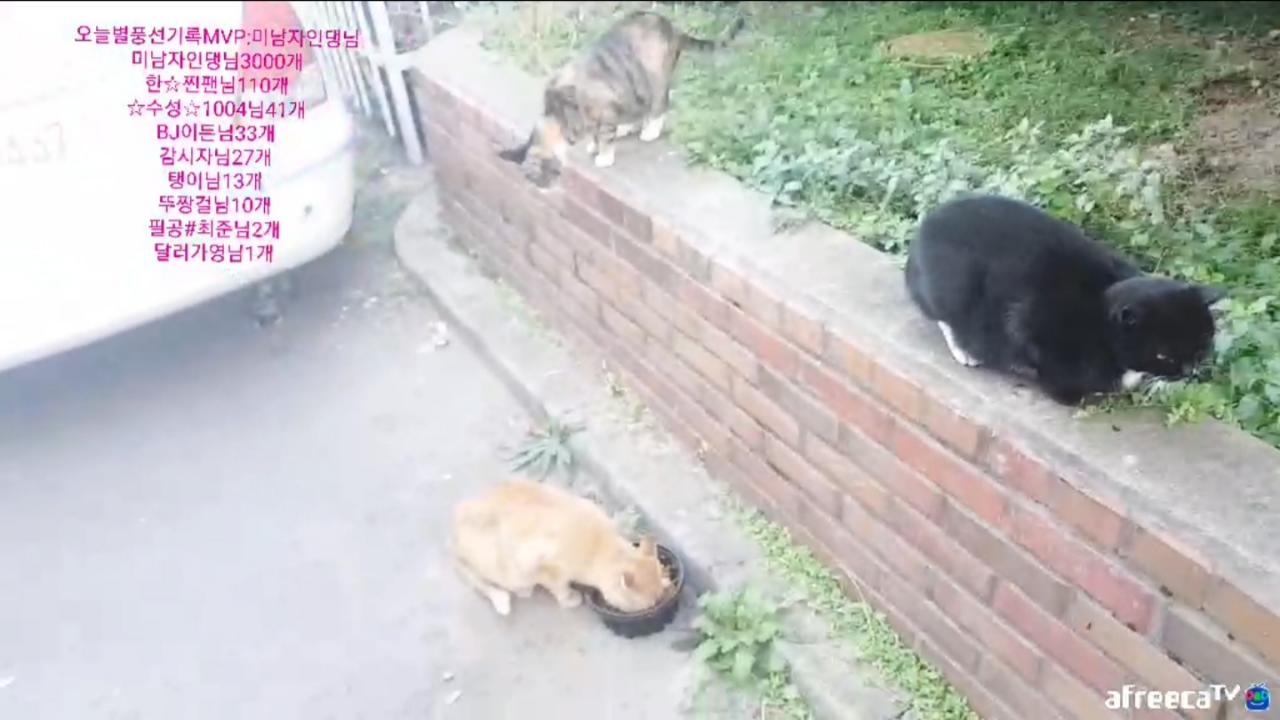 야브2부 좋은일 해보겠습니다 길고양이 간식챙겨주기 대성공 와주신분들 감사합니다 별풍선 애드별룬 팬가입 처음오신분들 와주신분들