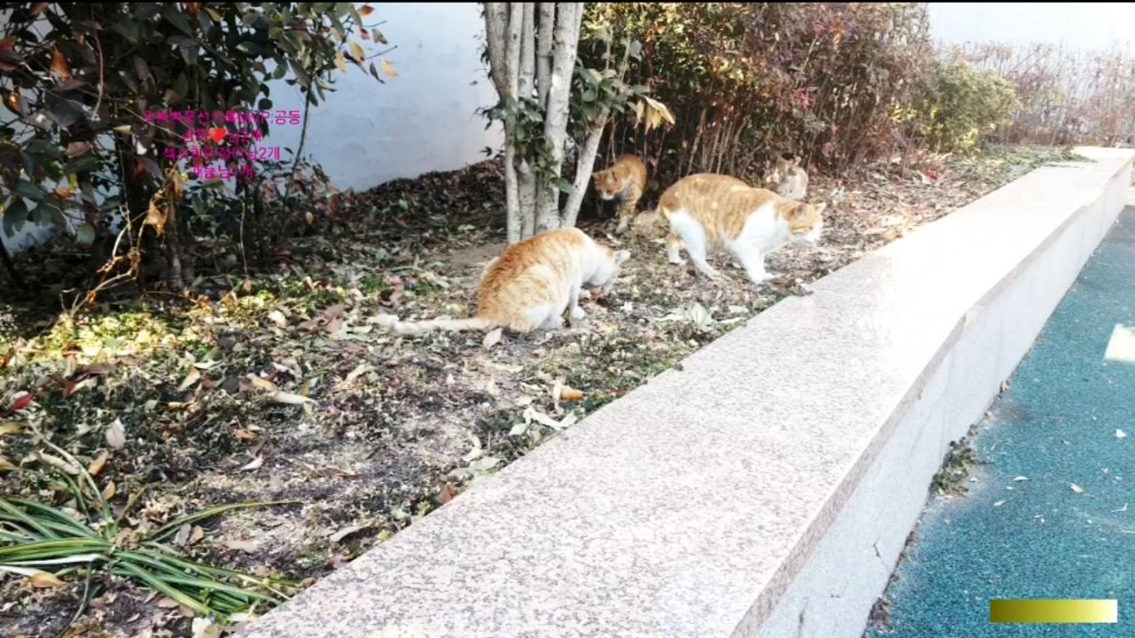 야브 1부 길고양이 간식챙겨주기 따뜻한봄날씨 별풍선 스티커 애드별룬 팬가입 처음오신분들 와주신분들 감사합니다타로명당 타로맛집