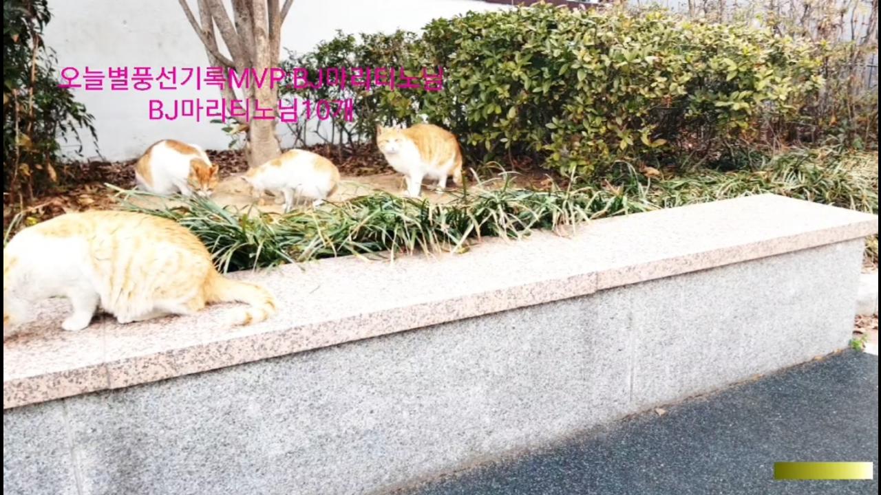 야브 1부 길고양이 간식챙겨주기 별풍선 애드별룬 처음오신분들 와주신분들 감사합니다 타로명당 타로맛집 맞추맞즐 추천즐찾 윽박