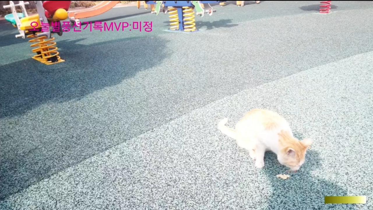 야브 1부 따뜻한봄날 벚꽃피는날에 길고양이 간식 챙겨주기 별풍선 애드별룬 팬가입 처음오신분들 와주신분들 감사합니다 타로명당