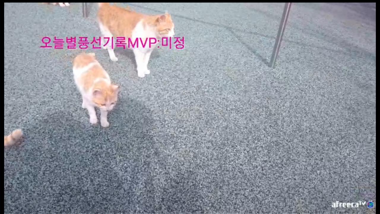야브 1부 따뜻한봄날 벚꽃피는날에 길고양이 간식 챙겨주기 잠시방송 하기 별풍선 애드별룬 처음오신분들 와주신분들 감사합니다타로