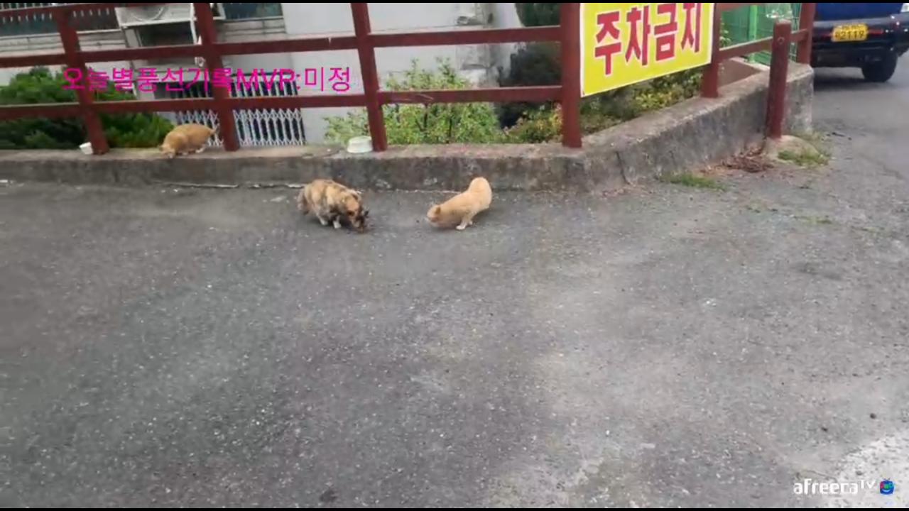야브 1부 따뜻한봄날씨에 길고양이 간식 챙겨주기 처음오신분들 와주신분들 감사합니다 타로명당 타로맛집 맞추맞즐 추천즐찾 윽박