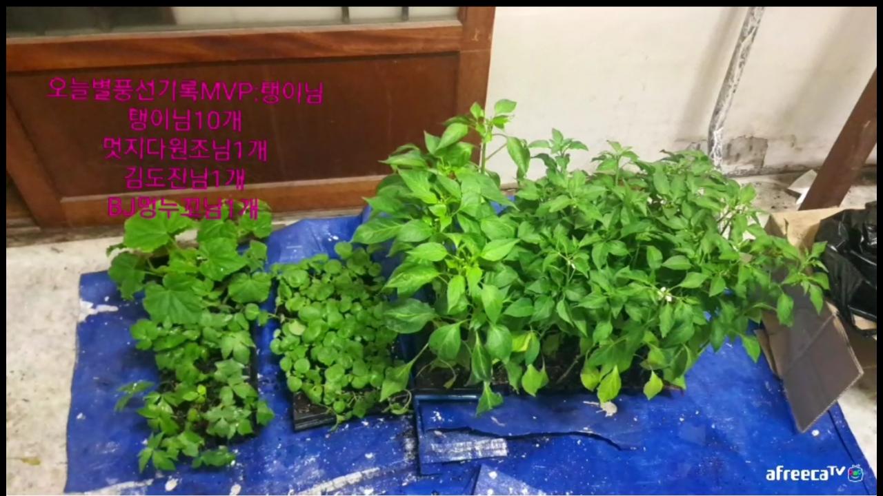 야브 2부 짜짱불닭먹방하고 시청자와 소통하면서 고추모종 와 가지고추모종 가시오이모종 당귀모종 깻잎모종 보여줍니다 별풍선 애드별룬