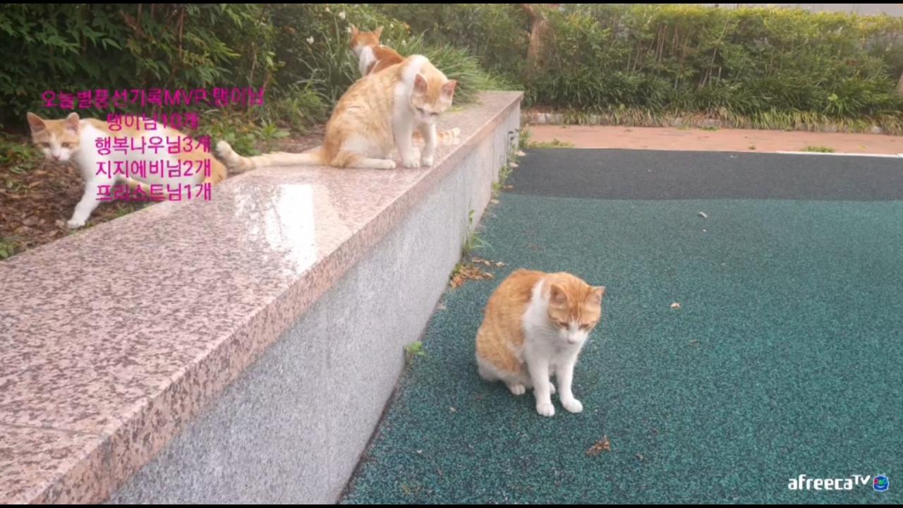 1부 야브 길고양이간식 챙겨주기 방송 하겠습니다 좋은일 해보겠습니다 별풍선 애드별룬 처음오신분들 와주신분들 감사합니다 타로맛집