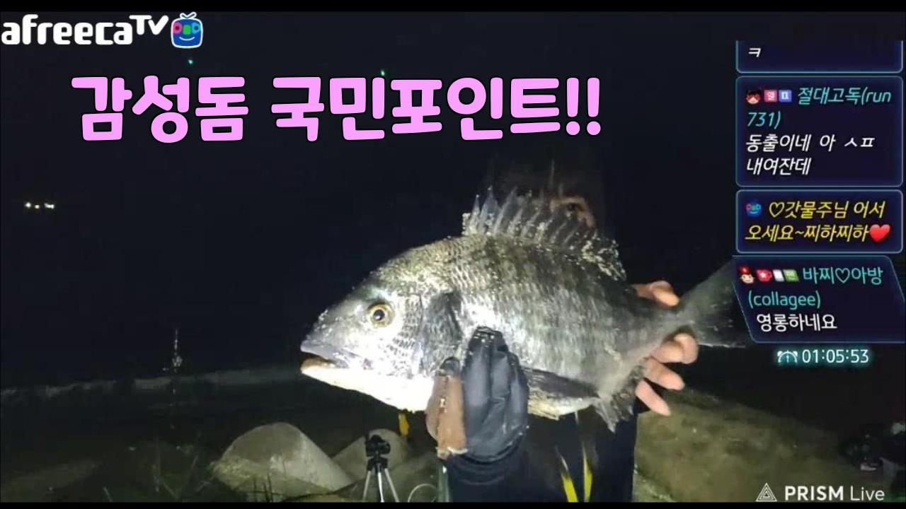 💕감성돔1수445센티개불 ️동해 해변 원투낚시💜새싹이 미션 마리당100풍만두님 1000풍 열혈 감삼합니다으따유17두산