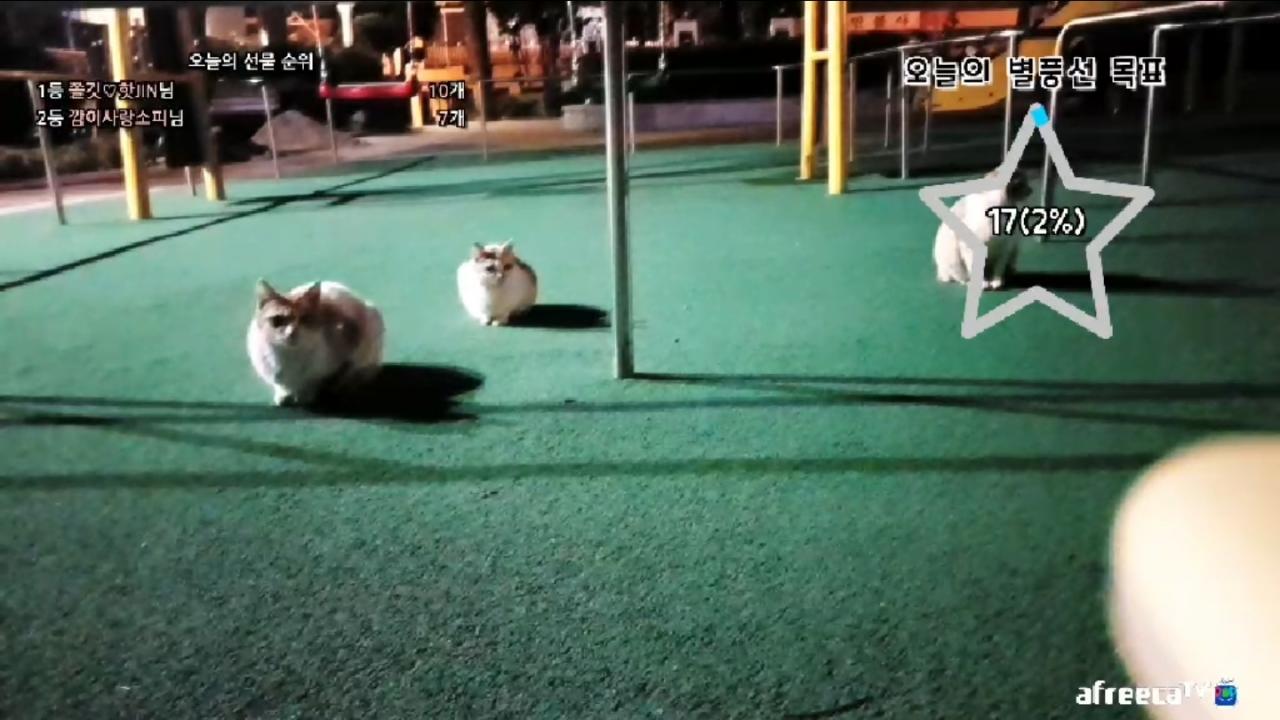 3부 야브 길고양이 간식 챙겨주고 끝나고 집에서 무료타로 고민타로 야외타로 봐줍니다 부천크루 맞추맞즐추천즐찾윽박