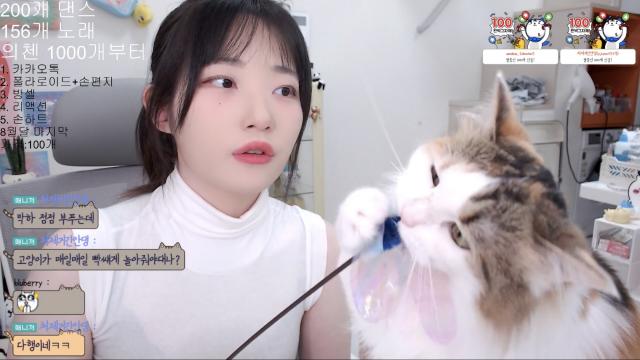 Playing with cute cat | SOOP VOD