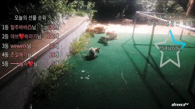 2부 야브 새벽에 길고양이 간식챙겨주기 야옹아 야식먹자 무료타로 띠사주 보실분 온나 매너채팅 맞추★맞즐★추천★즐찾★윽박
