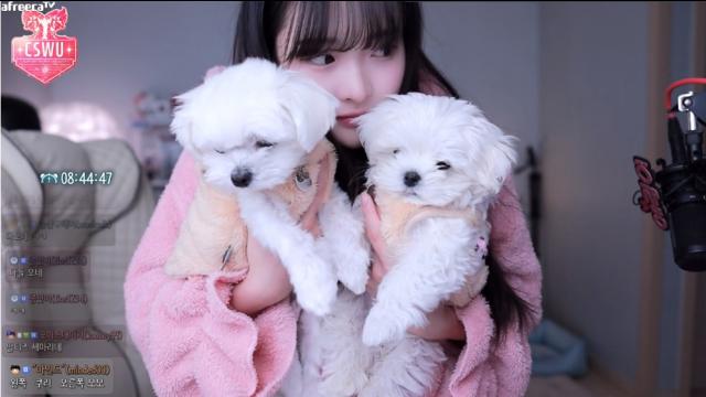 클립 🔞💥 캄성여대🌸 🐾귀요미 댕댕이자랑🐩쿠리x모모🐶림예이님👧귀여웡🥰💥🔞캄성여대 원조 솜신 림예이 파이팅 Soop Vod