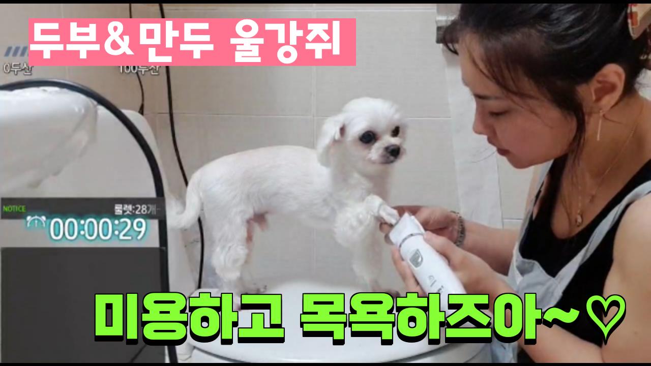 제주 신입bj 48회차 방송 태풍오거나 말거나 강쥐들 미용하고 목욕은해줘야지~ | SOOP VOD