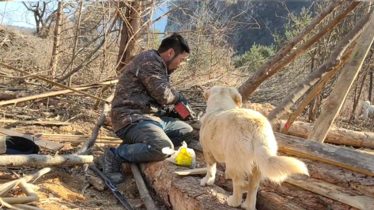 [클립] 일하는 아빠뒤 졸졸졸/신난 누렁이 꼬리콥터 =누렁= | SOOP VOD