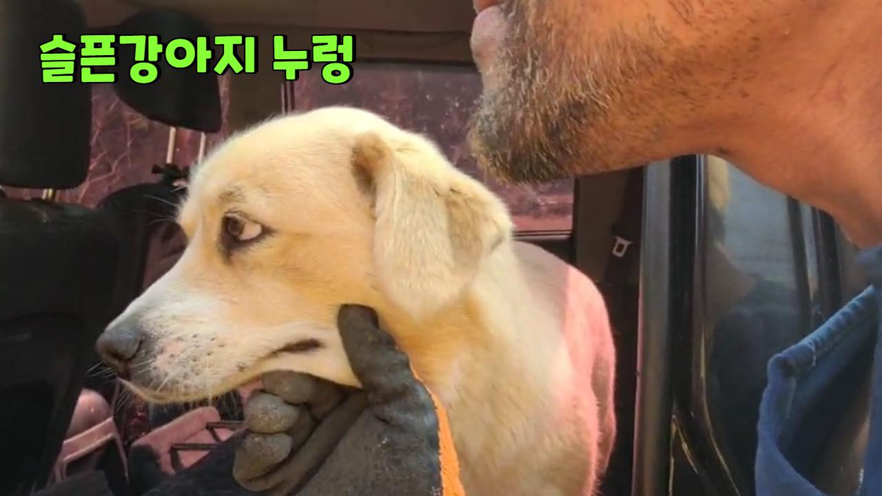 [클립] 설기눈나 합방하러..애타게 우는 누렁누렁 누렁이/ | SOOP VOD