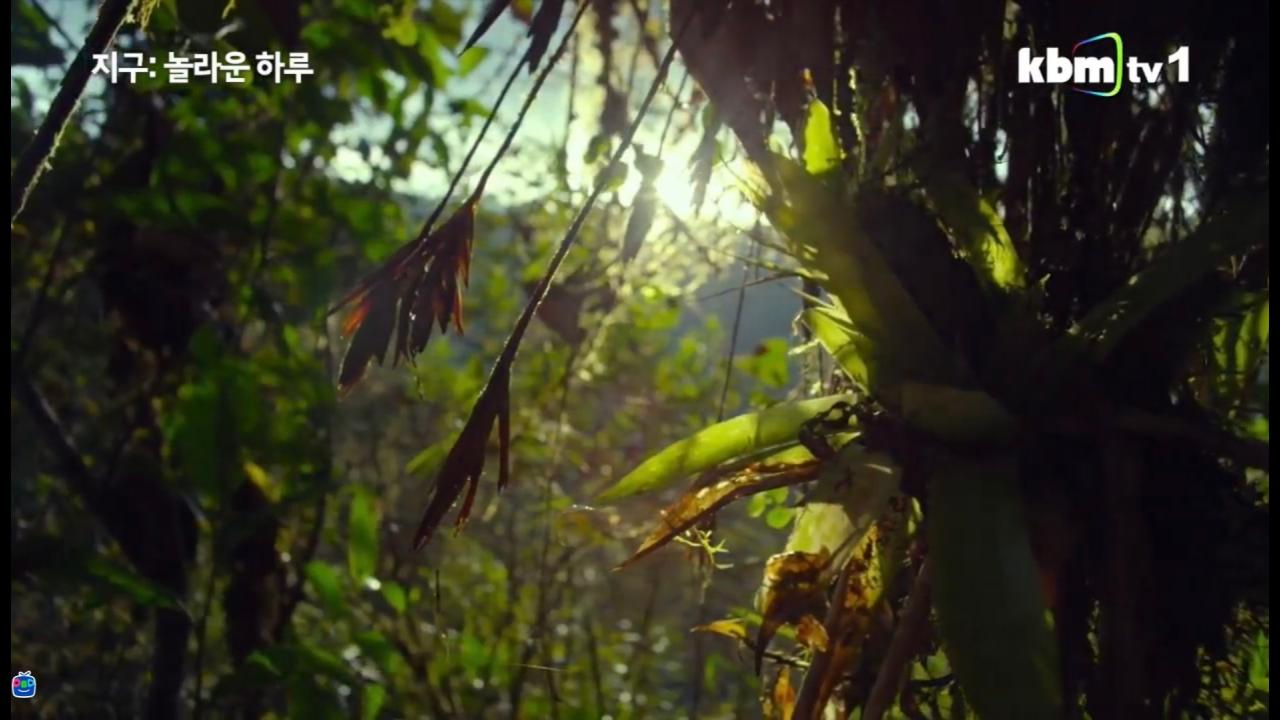 [클립] Earth: One Amazing Day 2018 | SOOP VOD