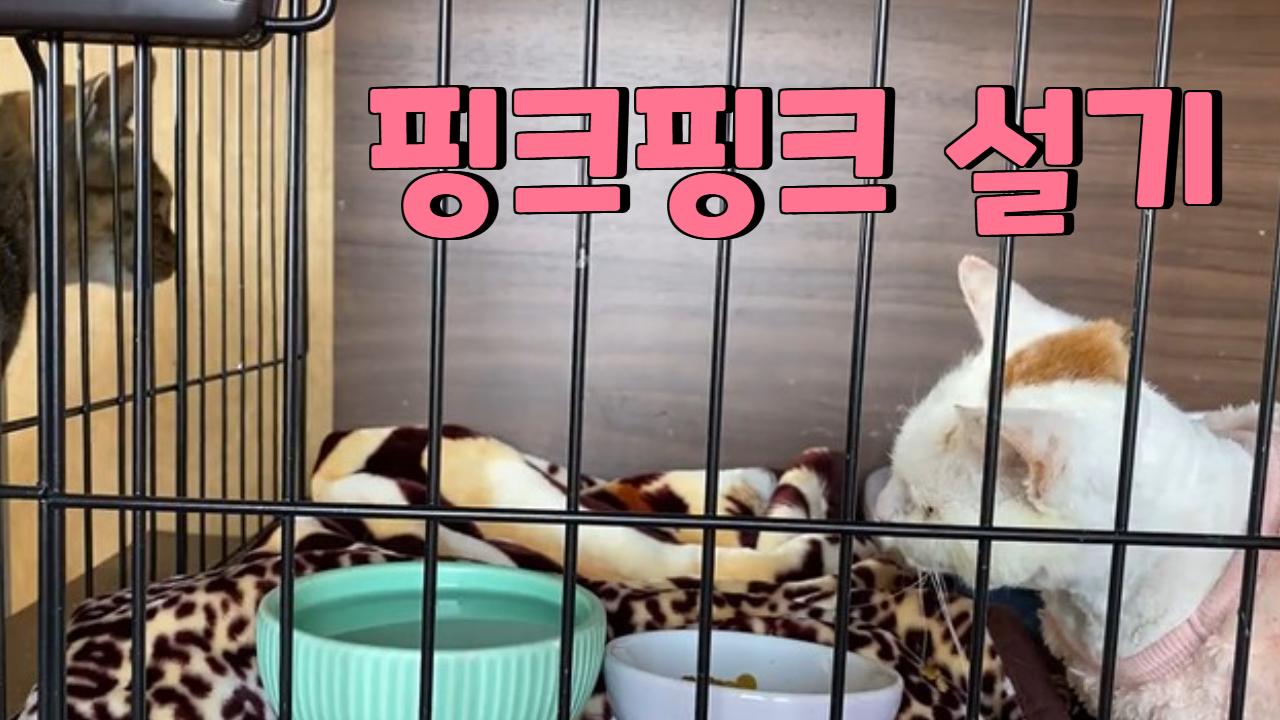 [클립]꼬까옷 입은 설기씌 ️ | SOOP VOD