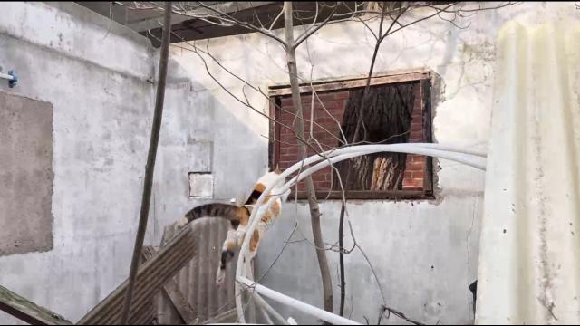 [클립] 맹자 쫓는 루비 ㄷㄷㄷ무서워 | SOOP VOD