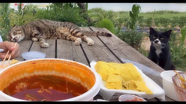 [클립]닝겐 밥이 궁금한 양갱이 | SOOP VOD