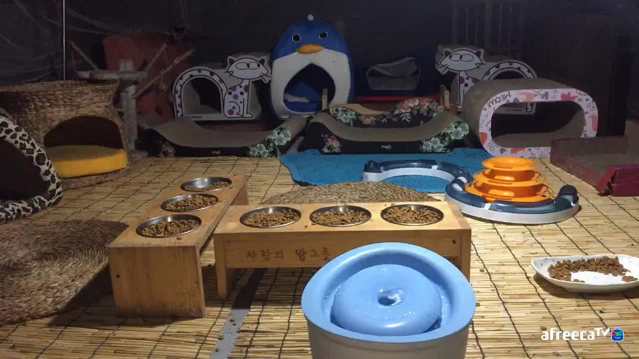 낭만고양이 길고양이 힐링방송 | SOOP VOD