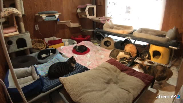 낭만고양이 24시간 고양이 힐링방송 | SOOP VOD