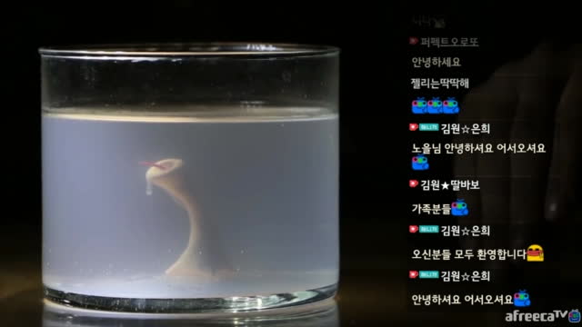 생 정자로 만든 새로운 생명체 호문쿨루스 미스테리ㅣ과연 진실일까ㅣ일요미스테리 아프리카tv Vod