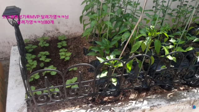 야브 1부 주말농장 뭐심을까 농사방송 중대발표 새로운시작 별풍선 애드별룬 팬가입 처음오신분들 와주신분들 감사합니다 타로맛집