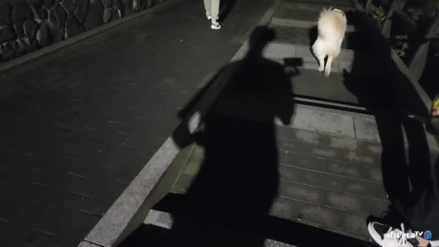 [클립]NS 남산에서 만난 진주(강아지) 02 | SOOP VOD