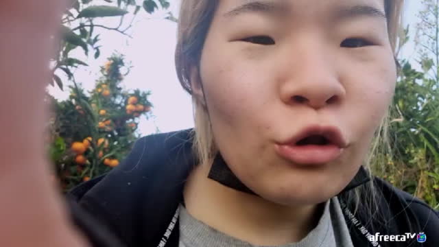 제주신입4일차오늘은 아빠귤밭 귤따기 세야마녀김인호서울부천강남압구정케이부산인천신입남캠여캠큰손쉼터 아프리카tv Vod