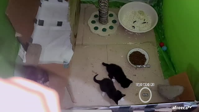 봉남극장 제52화 잣된거 같습니다 통풍고양이 새끼들 무료분양중 낭만집시여행낚시노숙야생자연인먹방 아프리카